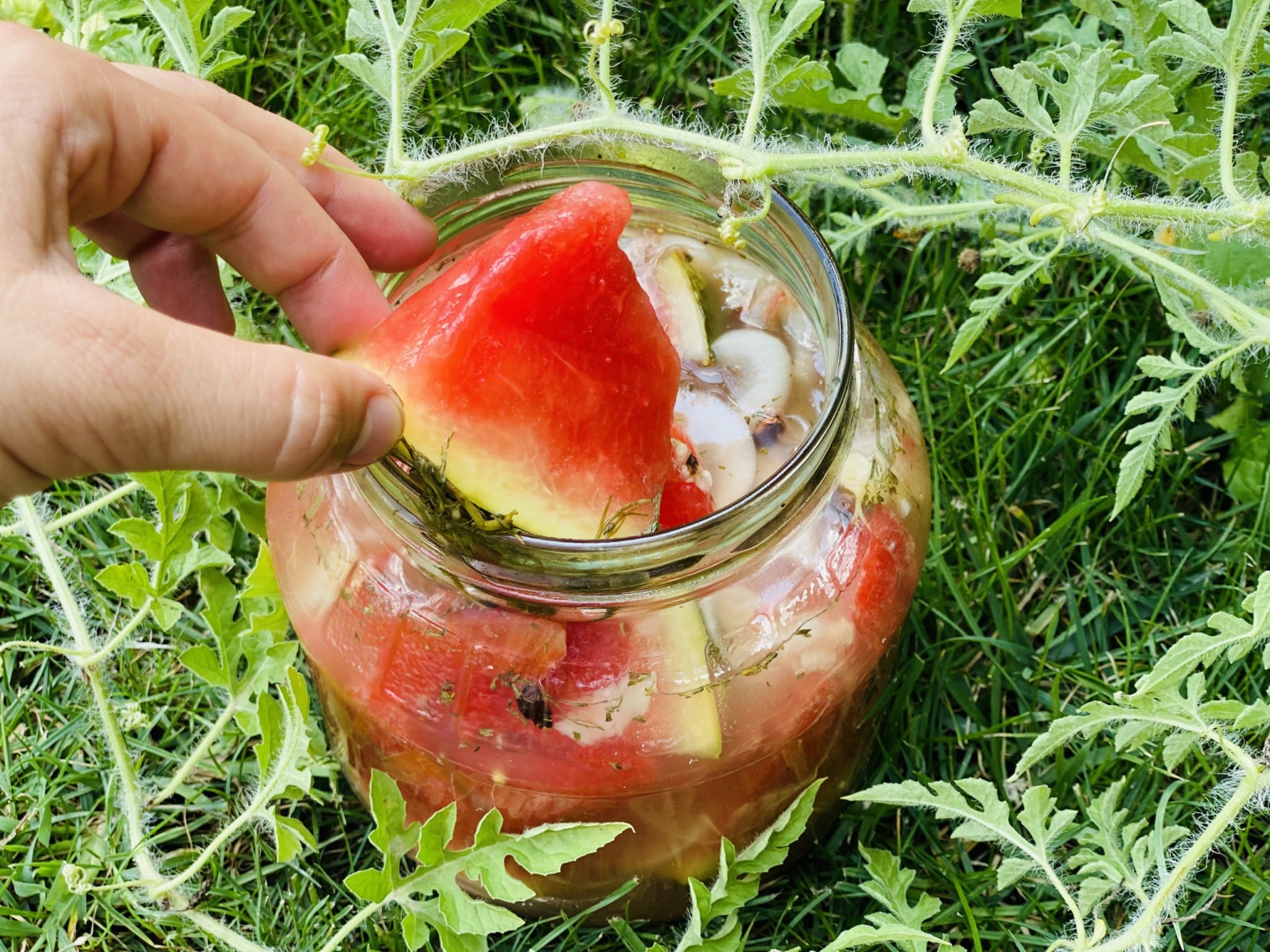 Pepene verde murat la soare - covasit - Pofta de ceva bun